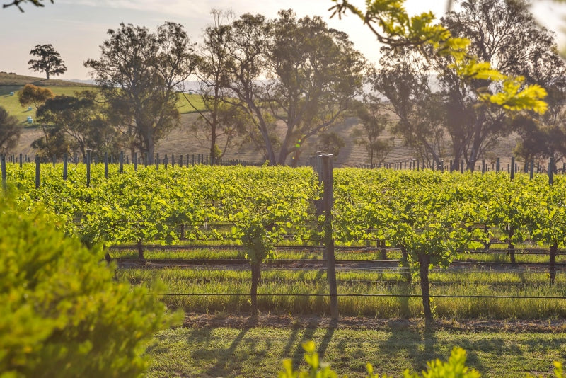 Why we use grape clones at Simon Tolley Wines